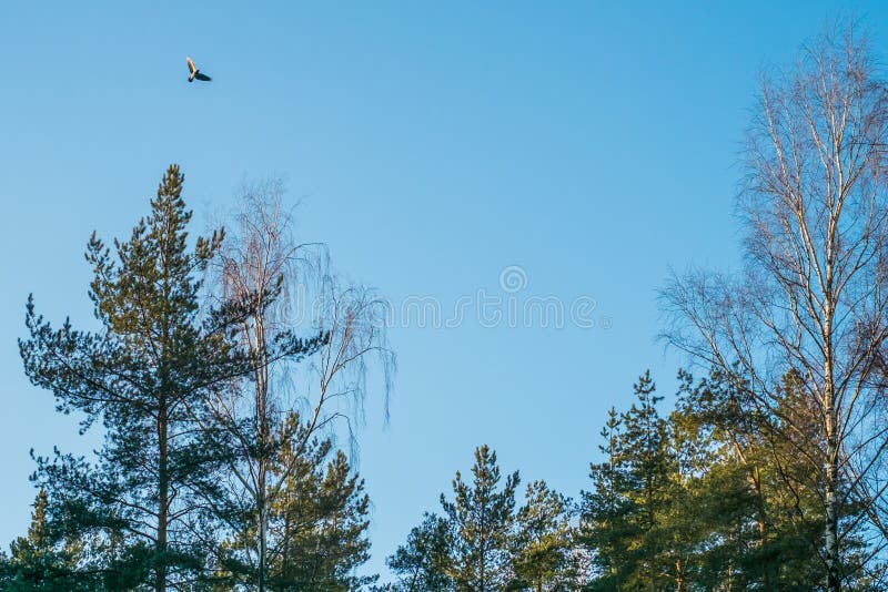 A Bird Flying Over Pine Trees Stock Image - Image of outdoors, season ...