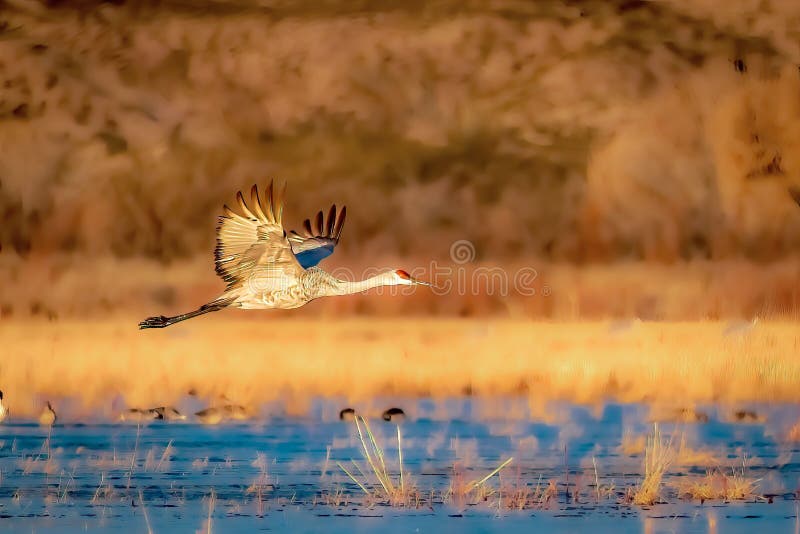 Bird flying over the river stock photo. Image of nature - 266598994
