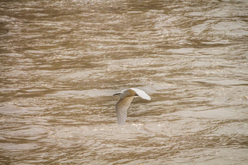 Bird flying over river stock image. Image of alaska, forest - 74304559