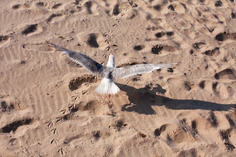 Bird Flying Over the Sand of the Beach. Top View Stock Photo - Image of ...