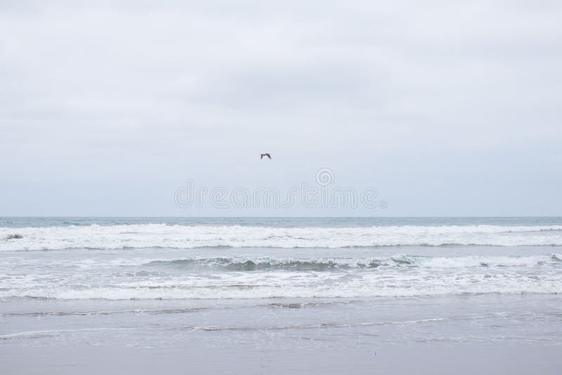 Bird Flying Over the Sea with Foamy Waves Stock Photo - Image of fauna ...