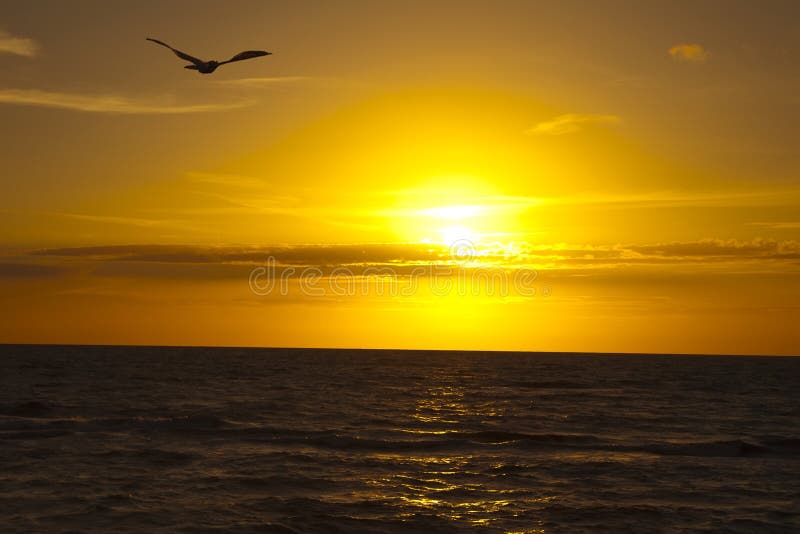 Bird Flying Over the Sea during Sunset Stock Image - Image of yellow ...