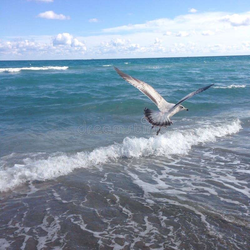 A bird flying over the sea stock image. Image of ocean - 48171813
