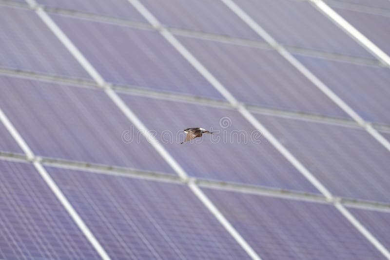 Bird Flying Over Solar Panel Stock Photos - Free & Royalty-Free Stock ...