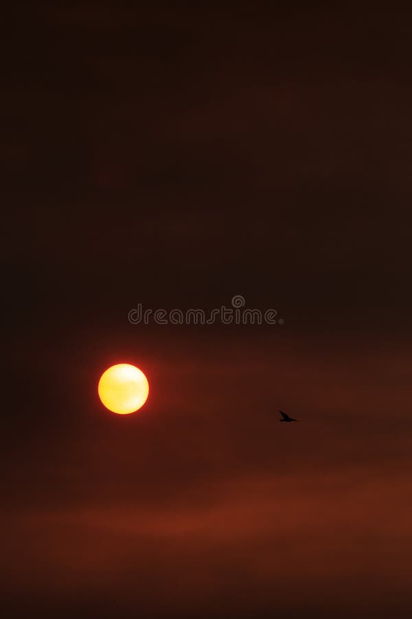 Bird flying over the sun stock photo. Image of bird, cloud - 77980374