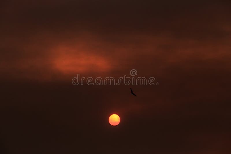 Bird flying over the sun stock photo. Image of summer - 77980044