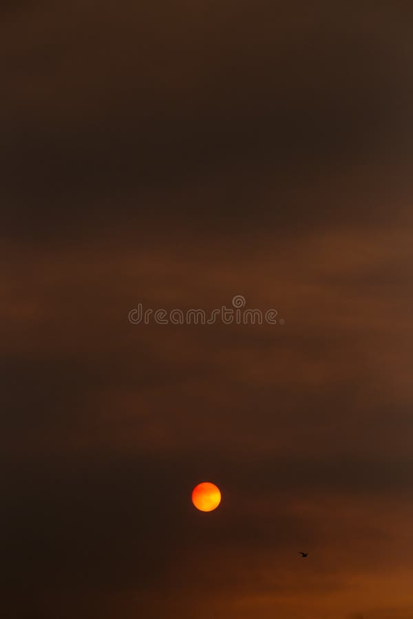 Bird flying over the sun stock image. Image of seagul - 77979061