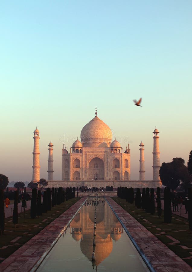 A Bird Flying Over the Taj Mahal at Sunrise Stock Image - Image of ...