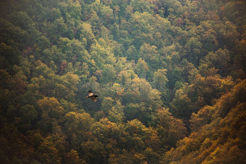 Bird Flying Over the Tree Forest Stock Photo - Image of grass ...