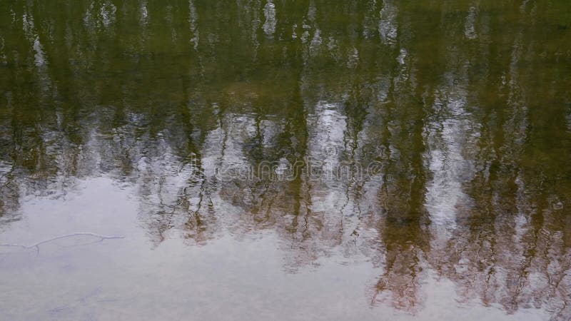 A Bird Flying Over and the Trees are Reflected on the Surface of ...