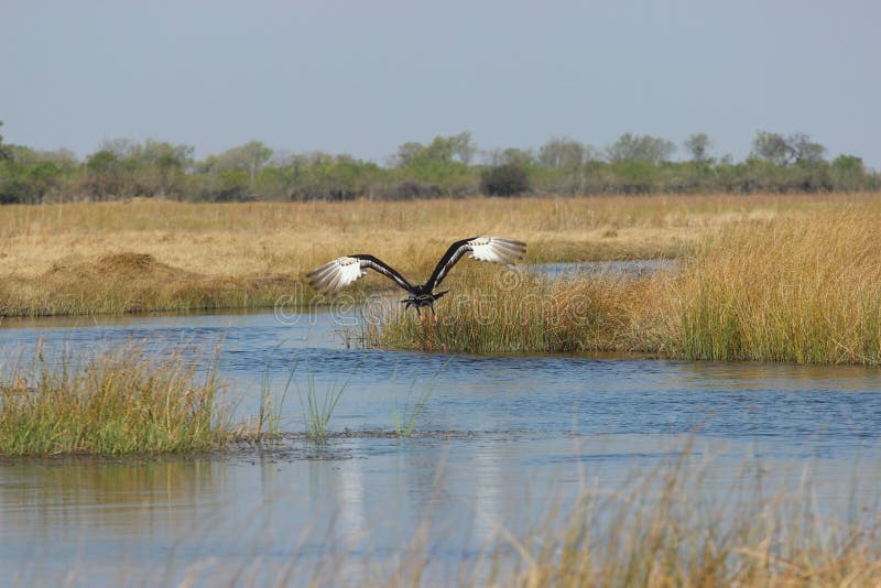 Bird flying over water stock photo. Image of prairie - 73776342