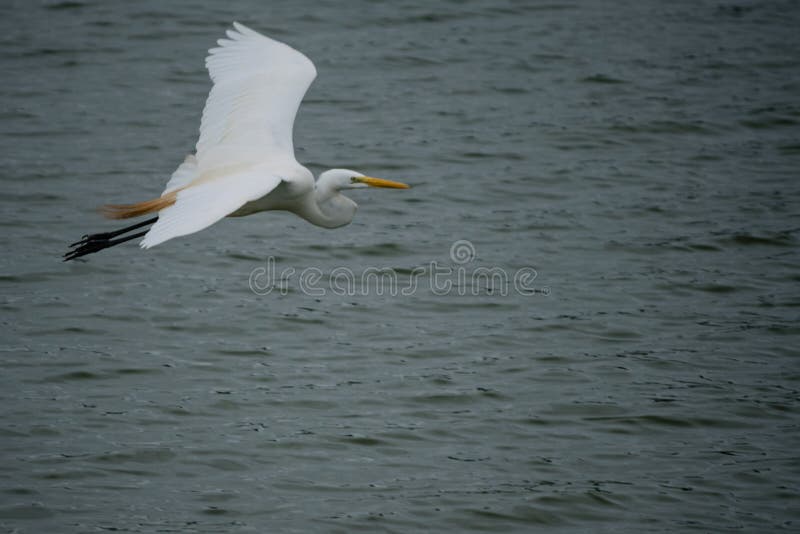 Bird flying over water stock image. Image of flying - 105396345