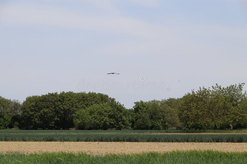 A Bird Flying Over a Wheat Field Stock Photo - Image of horizon, plain ...