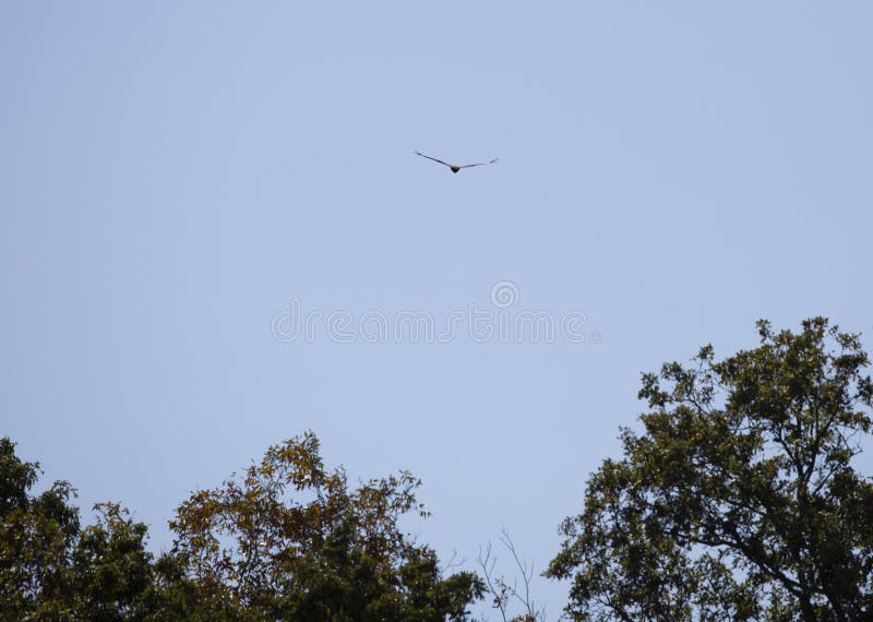 1,466 Bird Flying Overhead Photos - Free & Royalty-Free Stock Photos ...