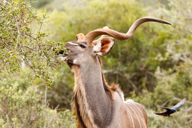 Eating Greater Kudu (Tragelaphus Strepsiceros) Stock Image - Image of ...