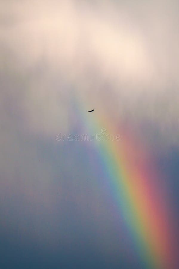 Bird Flying through a Rainbow after a Storm Stock Photo - Image of ...