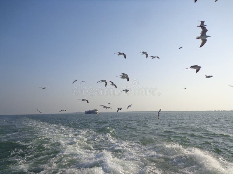 Seagull Bird Flying Sky in St.martin Stock Photo - Image of stmartin ...