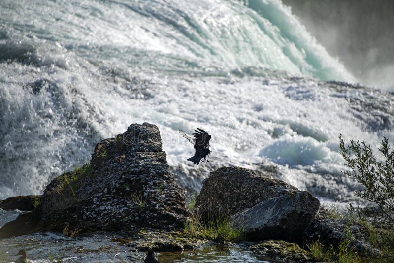 Bird Flying between the Rocks beside the Waterfall Stock Photo - Image ...