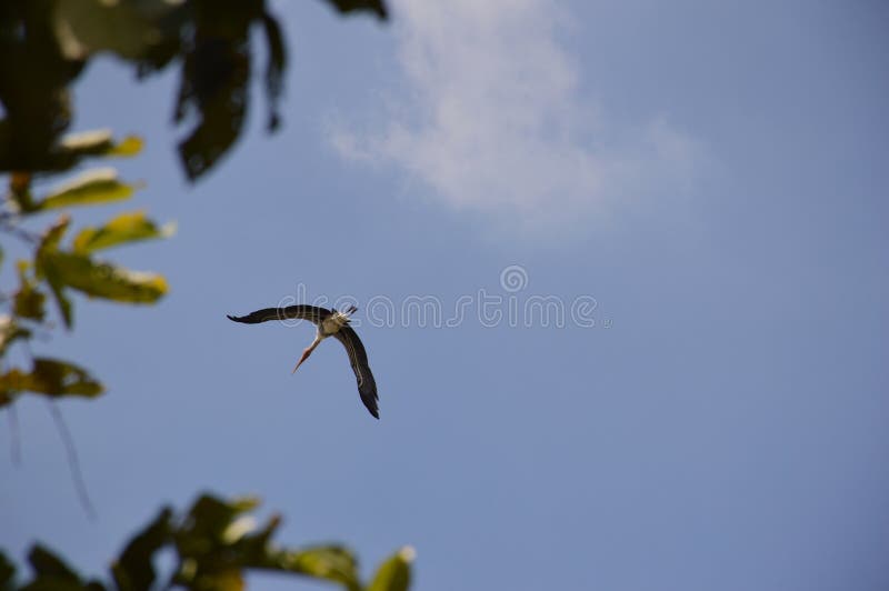 A Bird is Flying in the Sky Stock Image - Image of animal, freedom ...