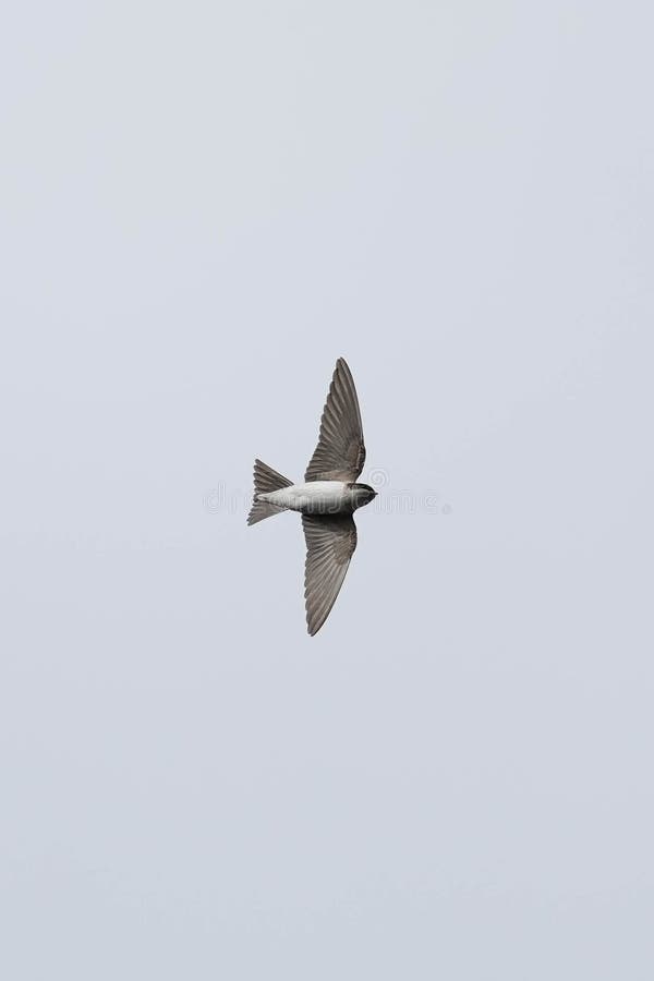 A Bird is Flying in the Sky Stock Photo - Image of outdoors, travel ...