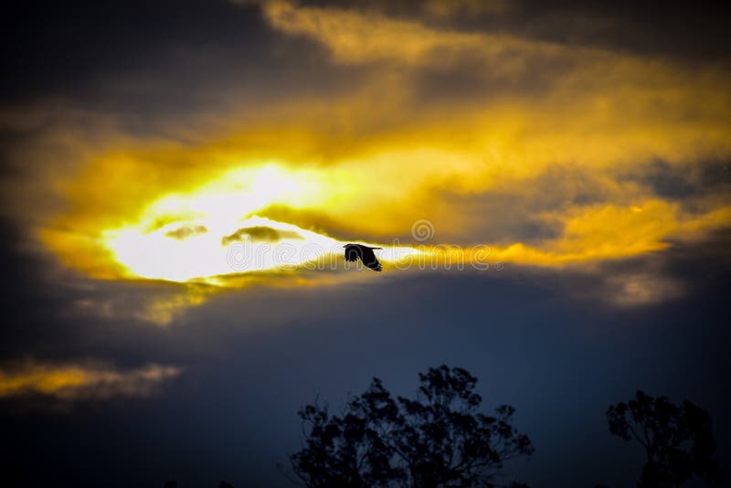 Bird Flying in the Sky Having Clouds at the Back. Sunset View Having ...