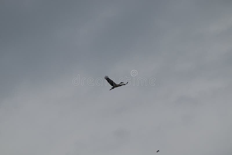 A Bird is Flying Over the Ground in the Sky. Stock Image - Image of ...