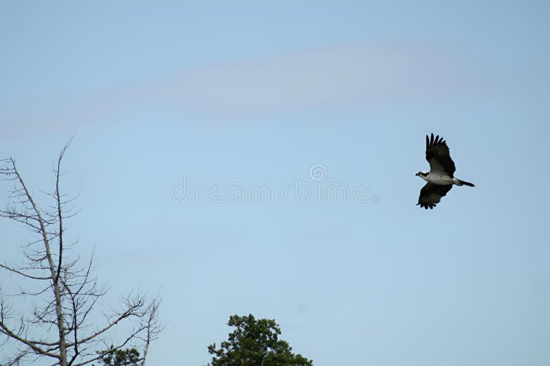A Bird Flying through the Air Above Some Trees and Grass Stock Image ...