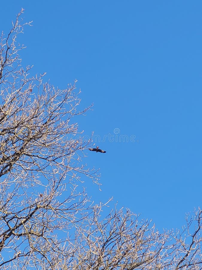 Bird flying in the sky. stock photo. Image of abstract - 365969608
