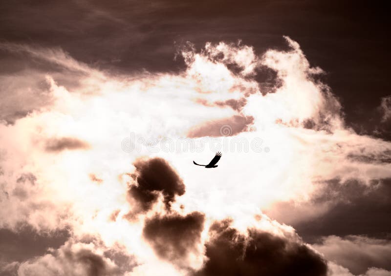 Storm Tree stock photo. Image of dusk, gloom, leaf, weather - 170648