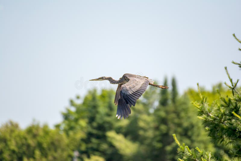 Bird flying in summer stock image. Image of hawk, animal - 266710979