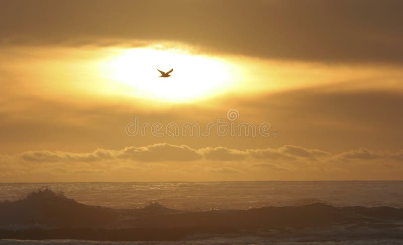 Bird flying in the sun stock image. Image of exotic, beautiful - 739981