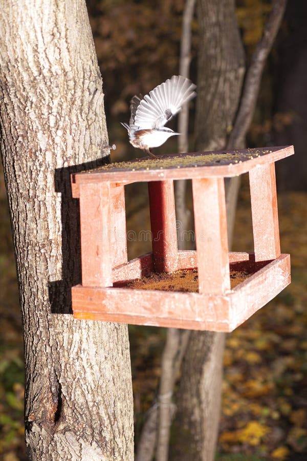 Bird Flying To the Feeder in the Forest. Bird in Motion. Stock Image ...