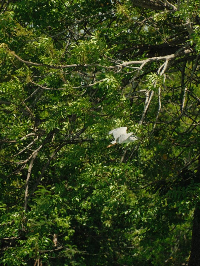 A Bird is Flying in a Tree with Green Leaves Stock Photo - Image of ...