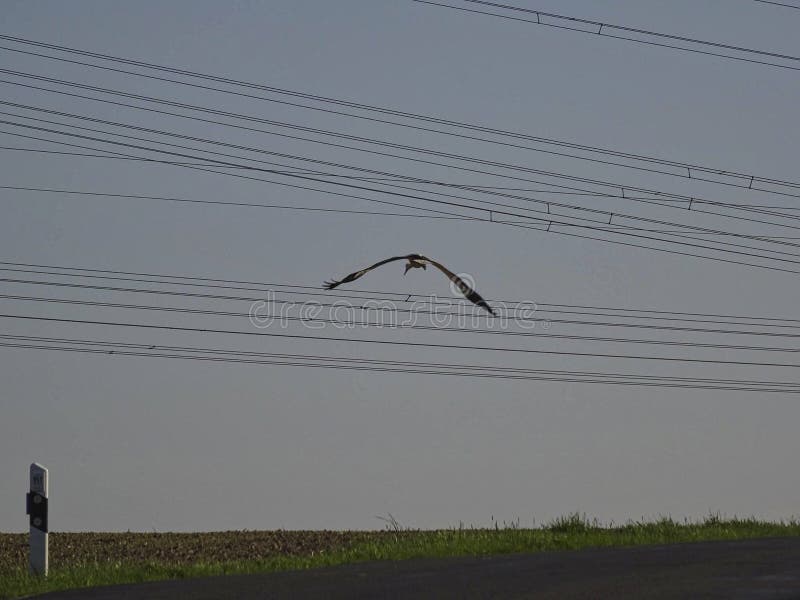 A Bird is Flying Under the Powerline Stock Image - Image of sunset ...