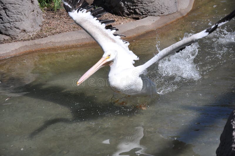 Bird flying into water stock photo. Image of pelican - 48632312