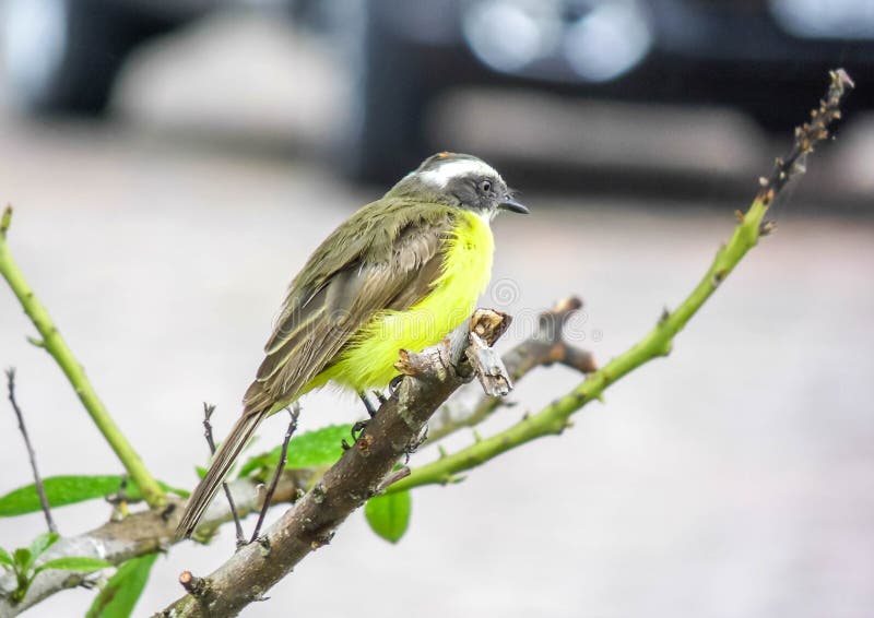Bird in focus stock image. Image of tree, branch, sheets - 95860067