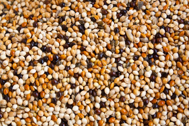 Bird Food stock photo. Image of close, natural, eating - 40278980