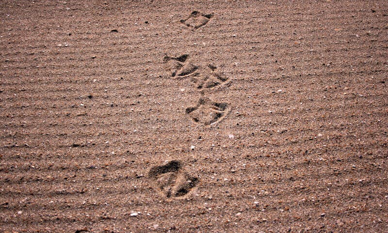 Bird foot print path stock photo. Image of beach, seagull - 3445534