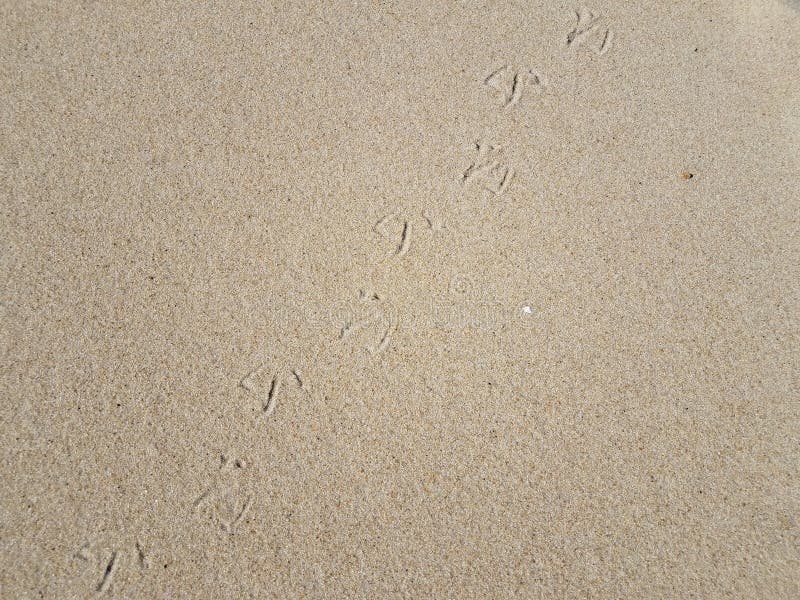Bird Foot Prints in Wet Sand at Beach Stock Photo - Image of bird ...