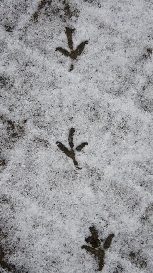Bird foot steps in snow stock image. Image of freeze - 106103157