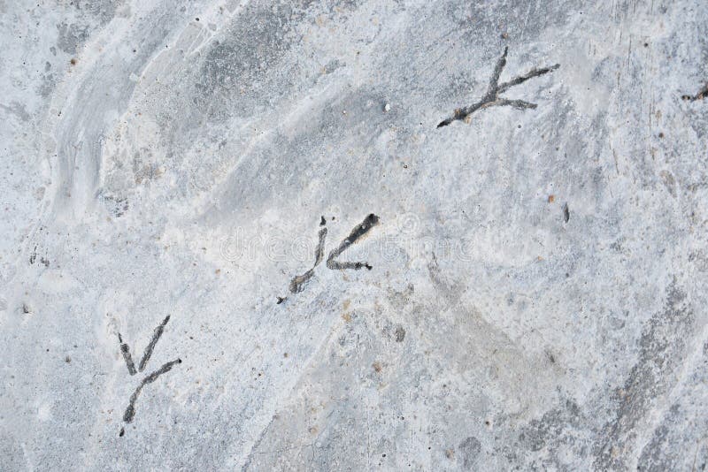 226 Lizard Footprint Stock Photos - Free & Royalty-Free Stock Photos ...