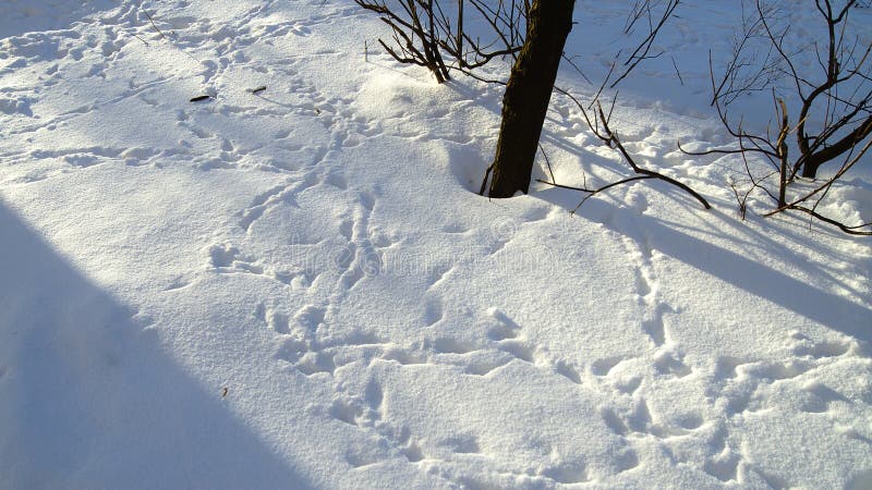 Bird Footprint Pattern in the Snow Stock Photo - Image of design, cold ...