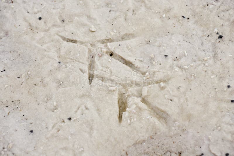 Footprints of Wading Bird with Webbed Feet in Sand of Beach, Net Stock ...