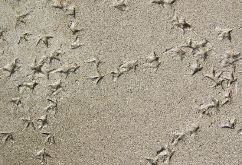 Bird Footprints stock photo. Image of beach, soft, coast - 16366296