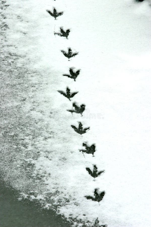 Bird footprints stock photo. Image of mark, snow, tiny - 20327716