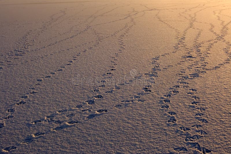 Goose Footprints Snow Background Stock Photos - Free & Royalty-Free ...