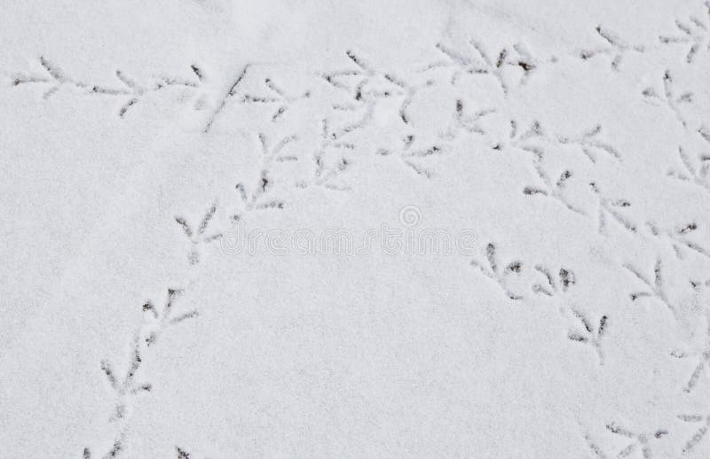 Geese Tracks on Snow stock photo. Image of wildlife, snow - 38406152
