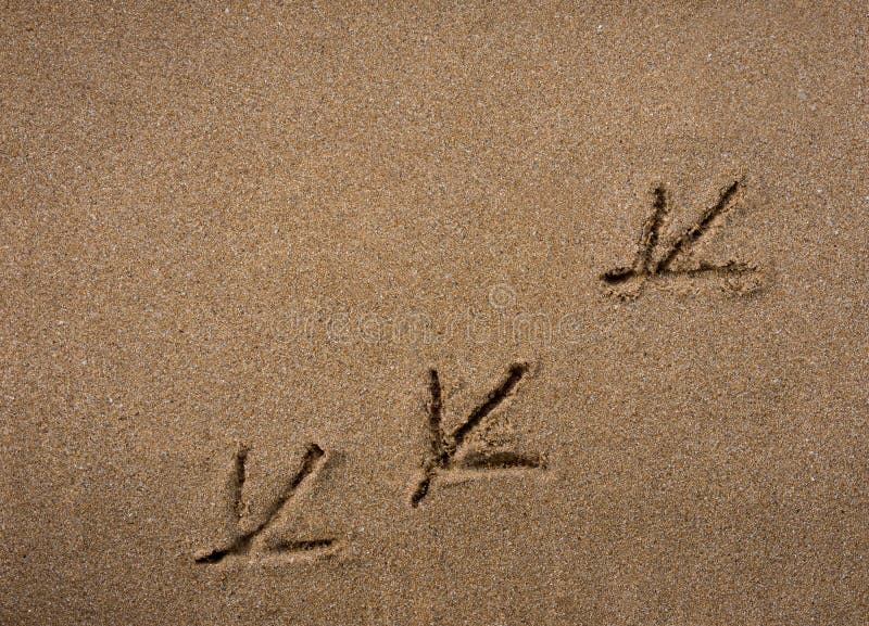 Bird footprints stock photo. Image of single, animal - 209216824