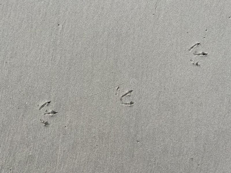 Bird footprints in sand stock image. Image of ornithology - 265066013