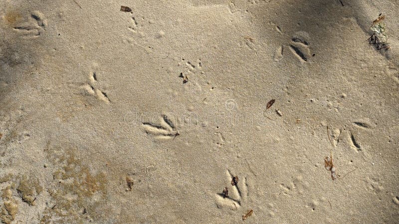 Bird footprints on sand stock image. Image of bird, nature - 323751511